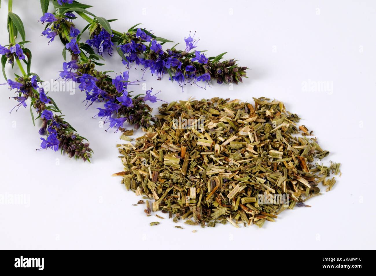 Herb hyssop (Herb hyssopus officinalis), dried, Herb hyssop, Joseph ...