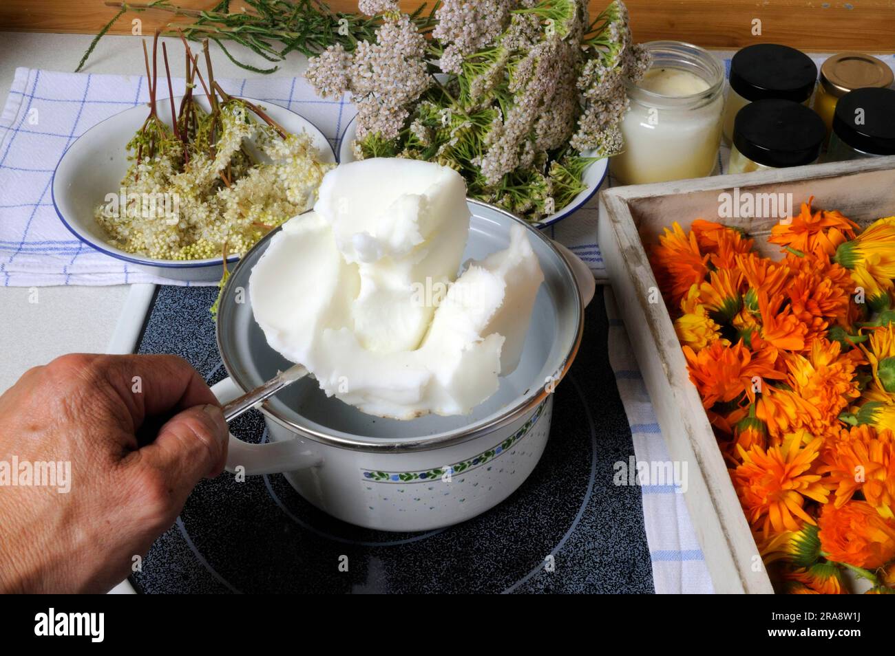 Preparation of meadowsweet ointment, marigold ointment and yarrow ...