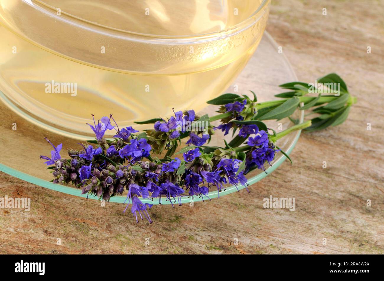 Cup of hyssop tea (Herb hyssopus officinalis), hyssop, hyssop tea ...