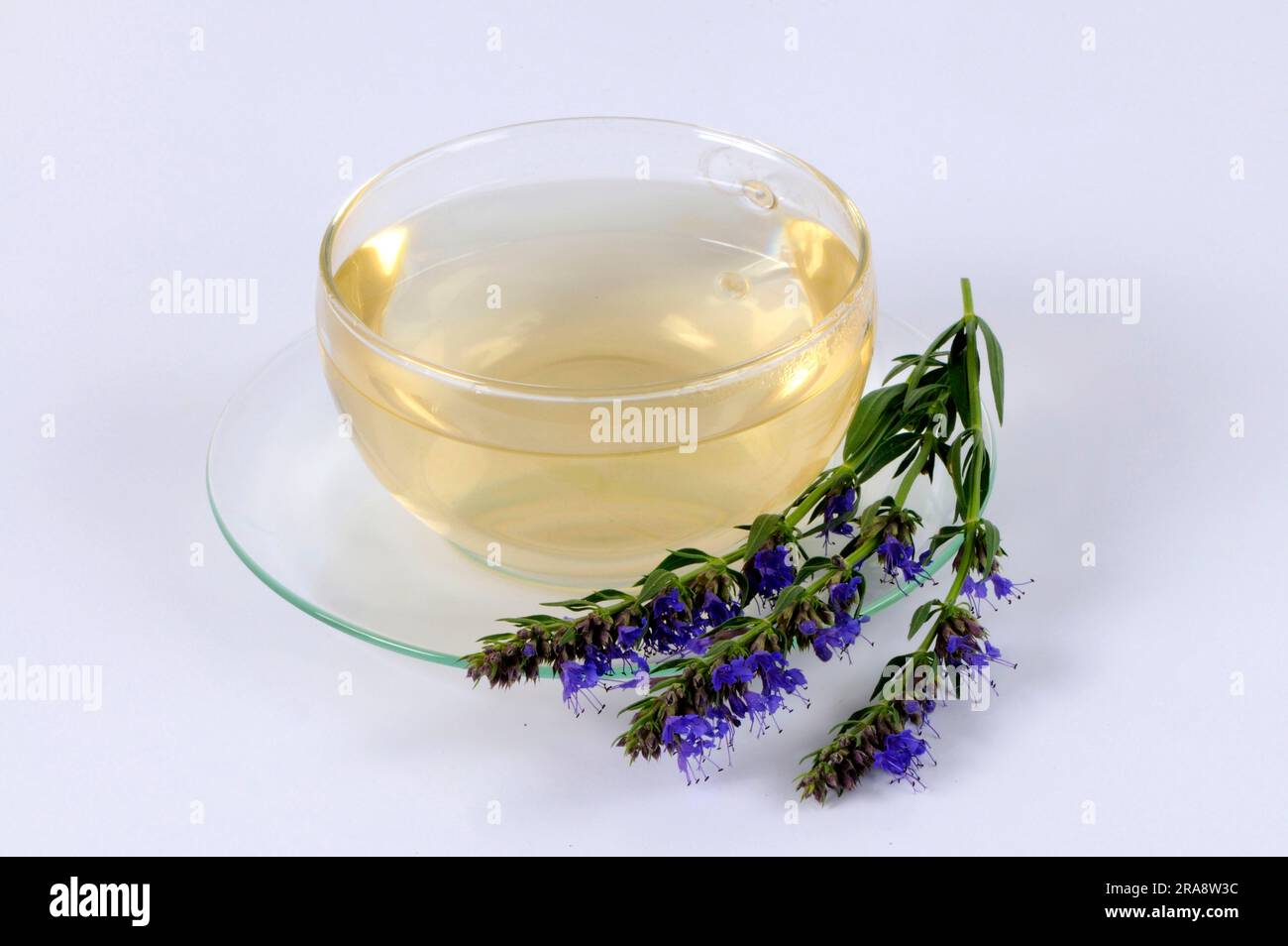 Cup of hyssop tea (Herb hyssopus officinalis), hyssop, hyssop tea ...