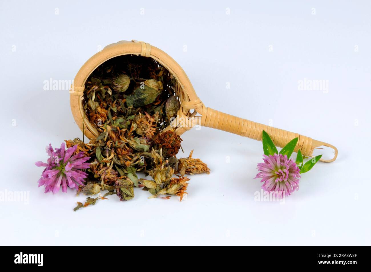 Red clover (Trifolium pratense), dried, free-standing, object Stock ...