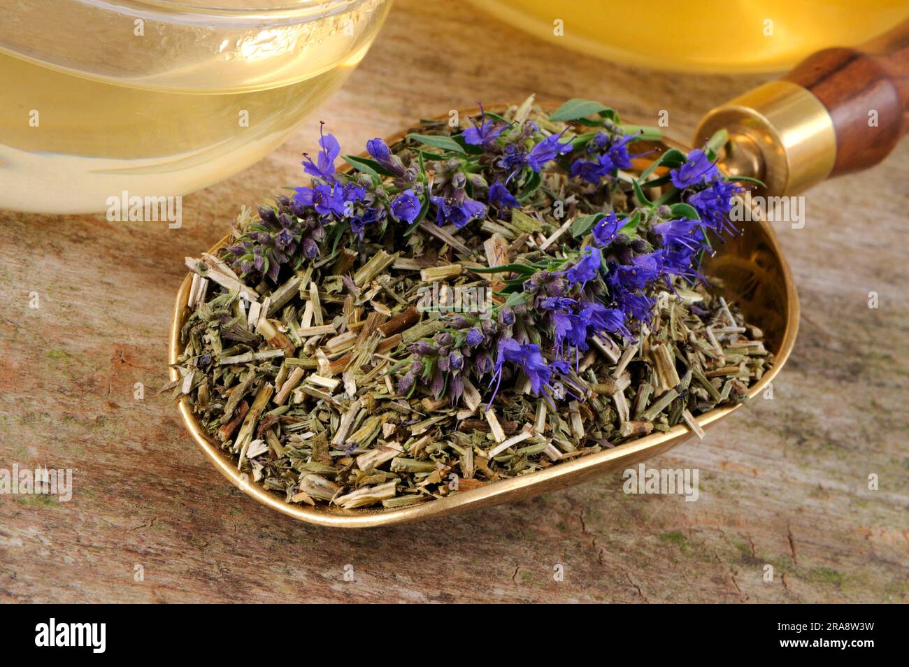 Hyssop tea (Hyssopus officinalis Stock Photo - Alamy