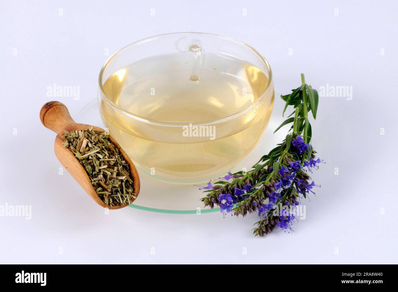 Cup of hyssop tea (Herb hyssopus officinalis), hyssop, hyssop tea ...