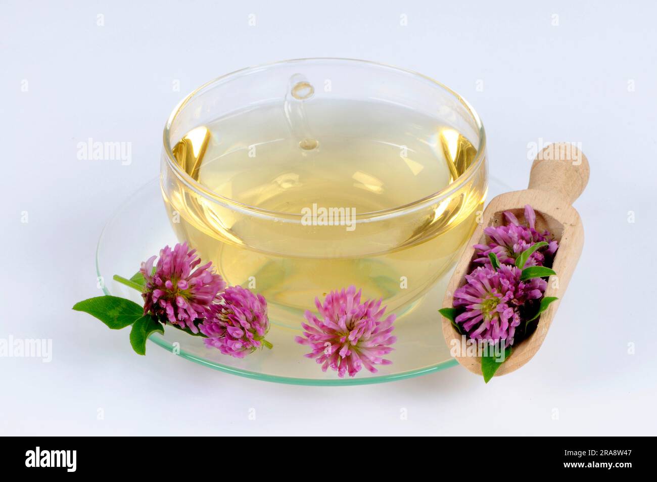 Cup red clover tea (Trifolium pratense), red clover tea Stock Photo - Alamy