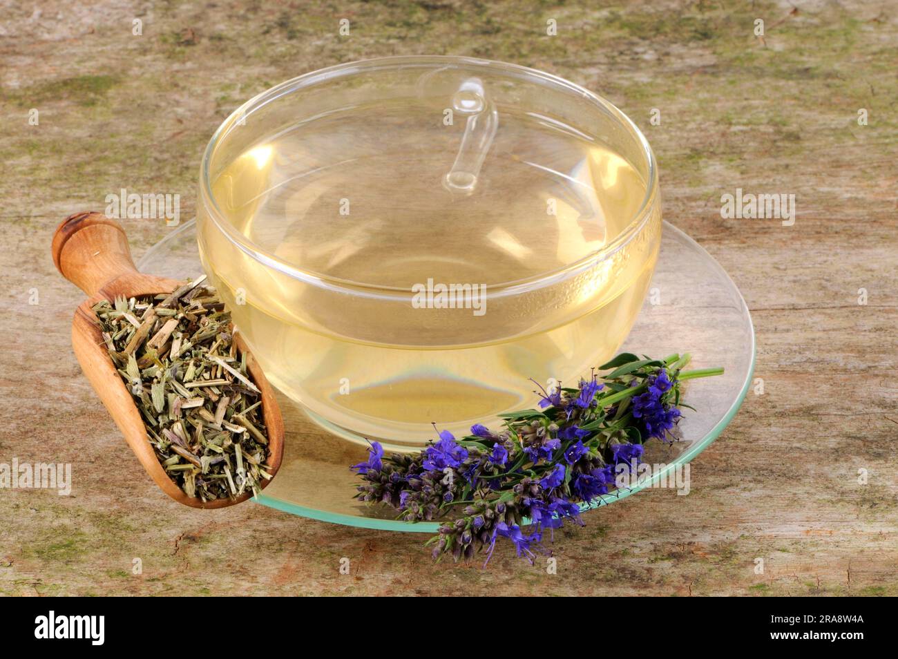 Cup of hyssop tea (Herb hyssopus officinalis), hyssop, hyssop tea ...