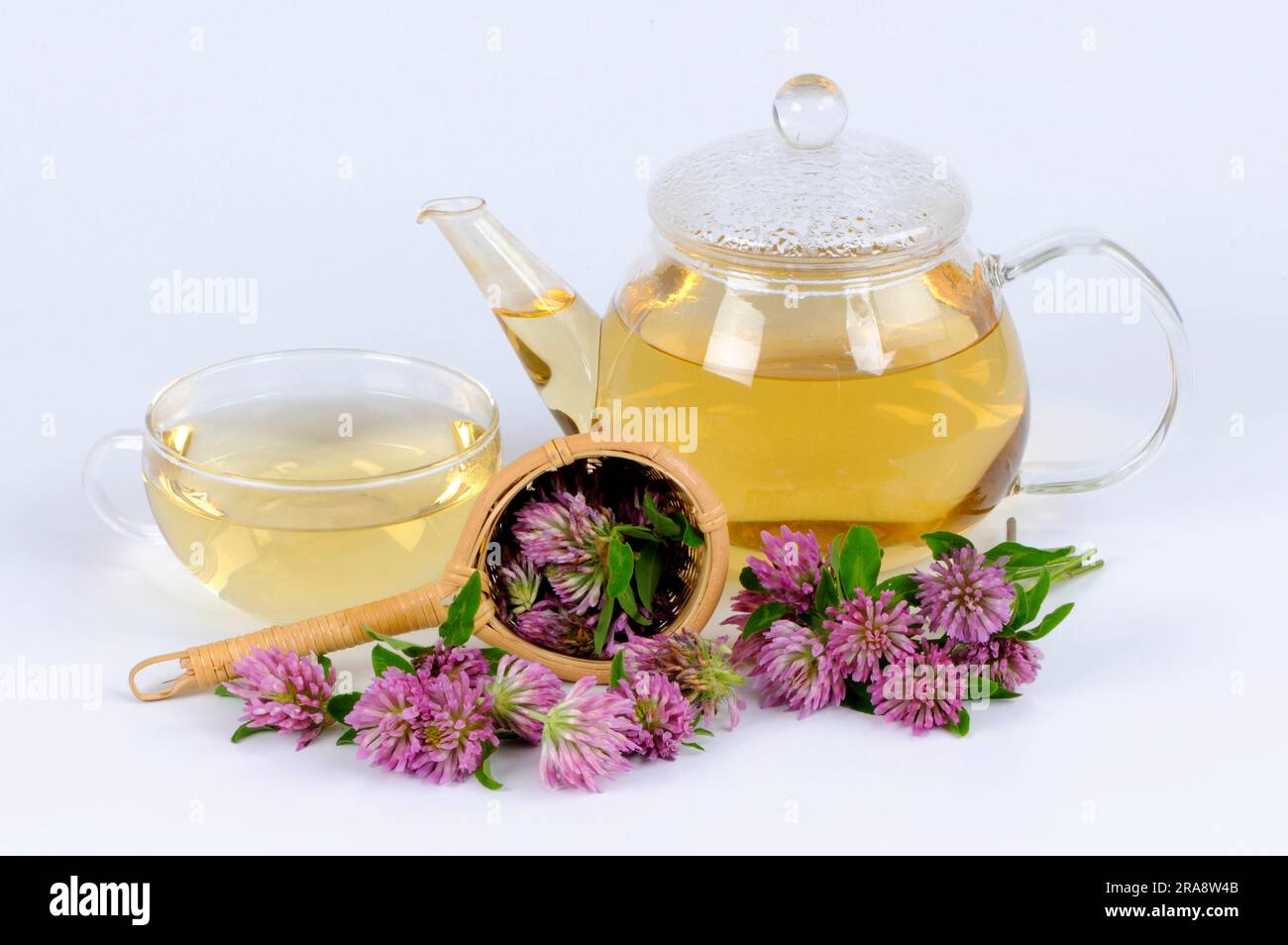 Cup and teapot with red clover tea (Trifolium pratense), red clover tea ...