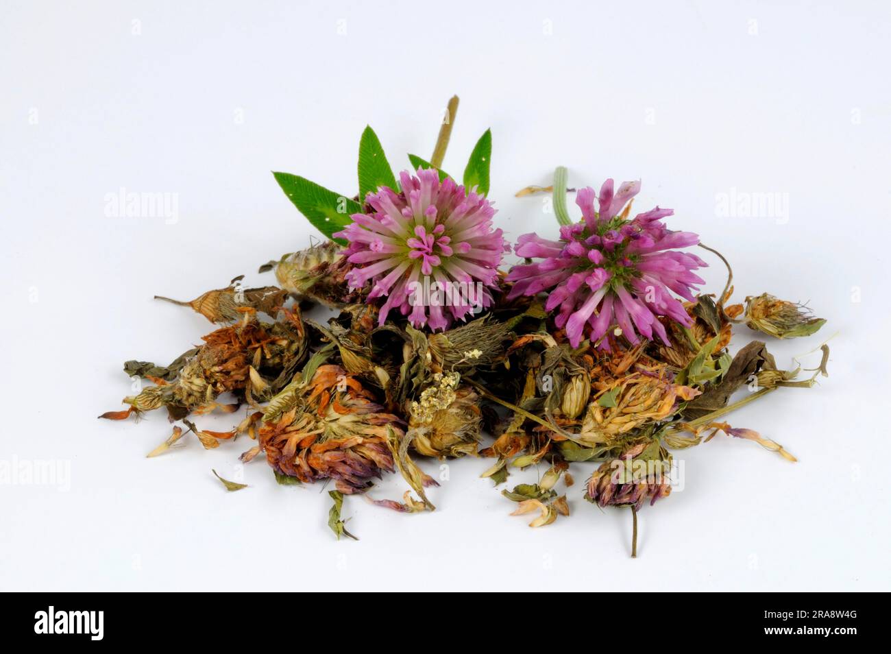 Red clover (Trifolium pratense), dried, free-standing, object Stock ...