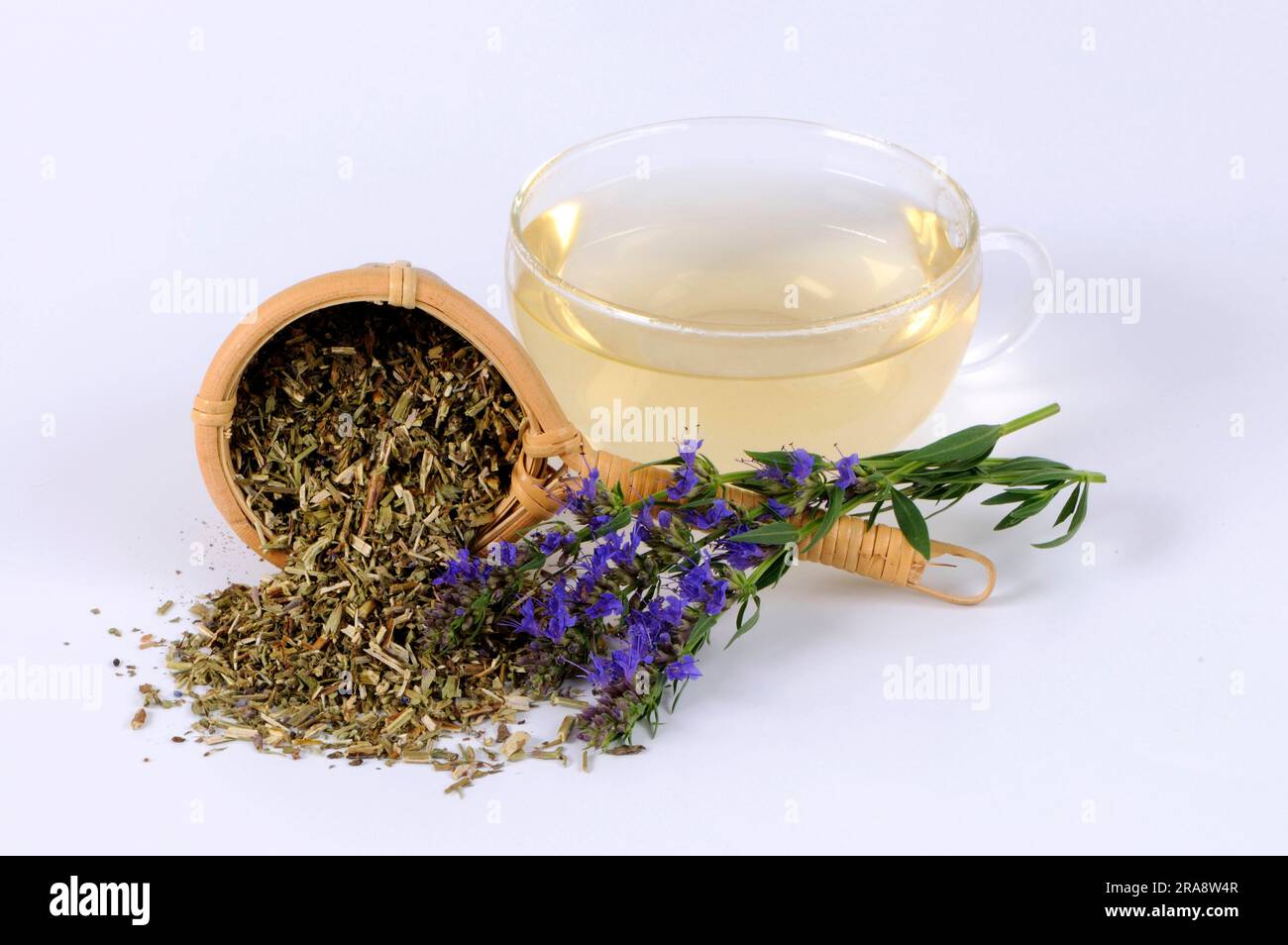 Cup of hyssop tea (Herb hyssopus officinalis), hyssop, hyssop tea ...