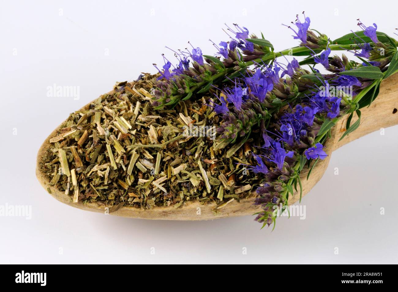 Herb hyssop (Herb hyssopus officinalis), dried, Herb hyssop, Joseph ...