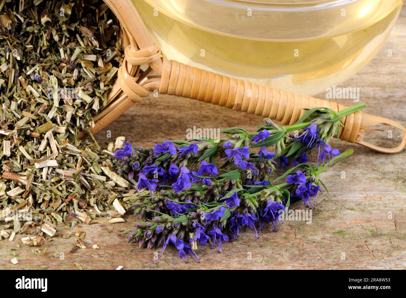 Hyssop tea (Hyssopus officinalis Stock Photo - Alamy