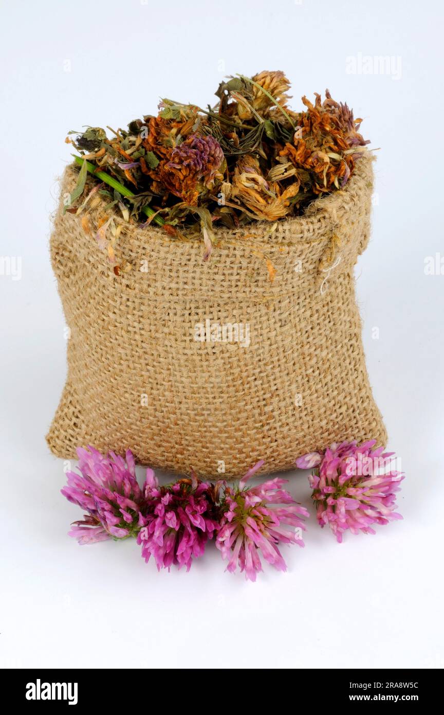 Red clover (Trifolium pratense), dried, free-standing, object Stock ...