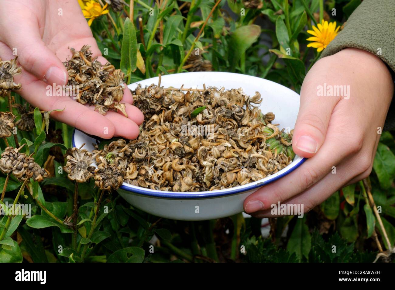 Common Marigold (Calendula officinalis), collecting seeds Stock Photo ...