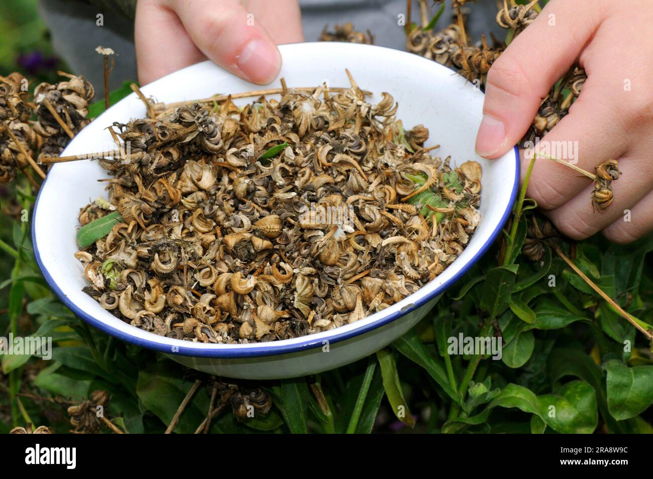 Common Marigold (Calendula officinalis), collecting seeds Stock Photo ...