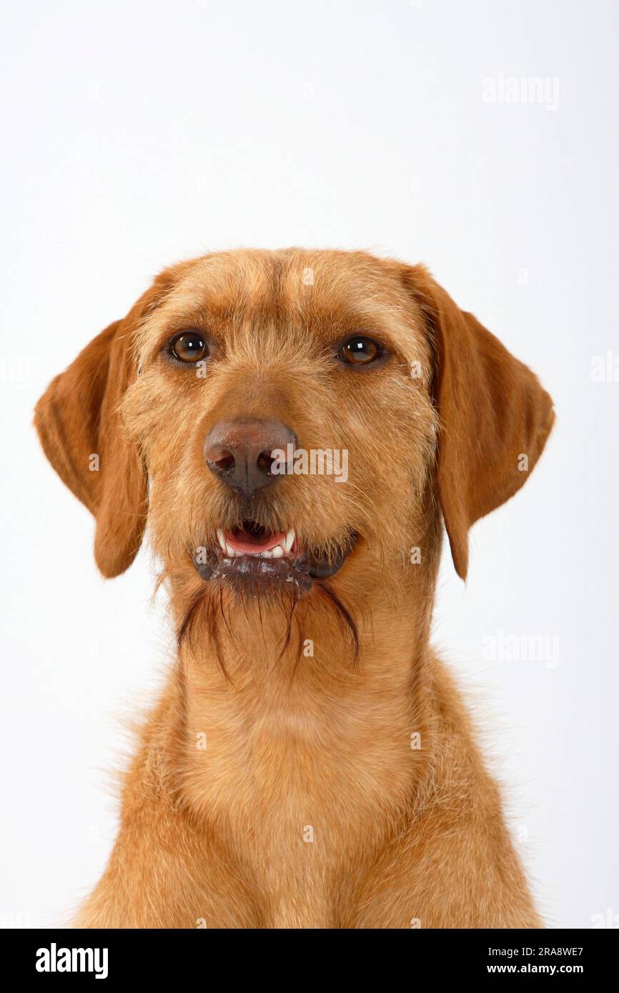 Hungarian wire haired pointer hi-res stock photography and images - Alamy