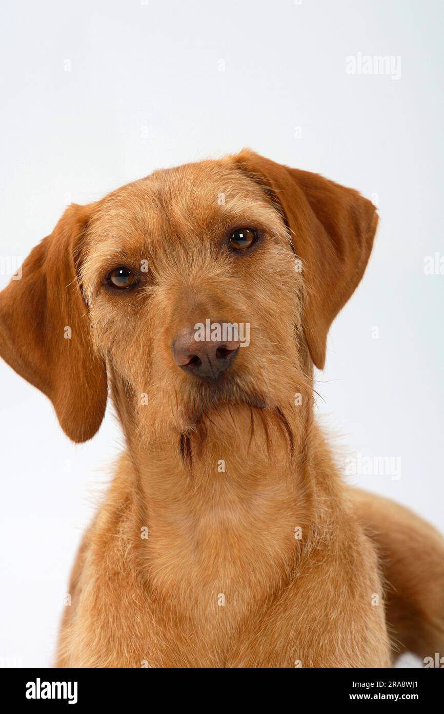 Hungarian wire haired pointer hi-res stock photography and images - Alamy