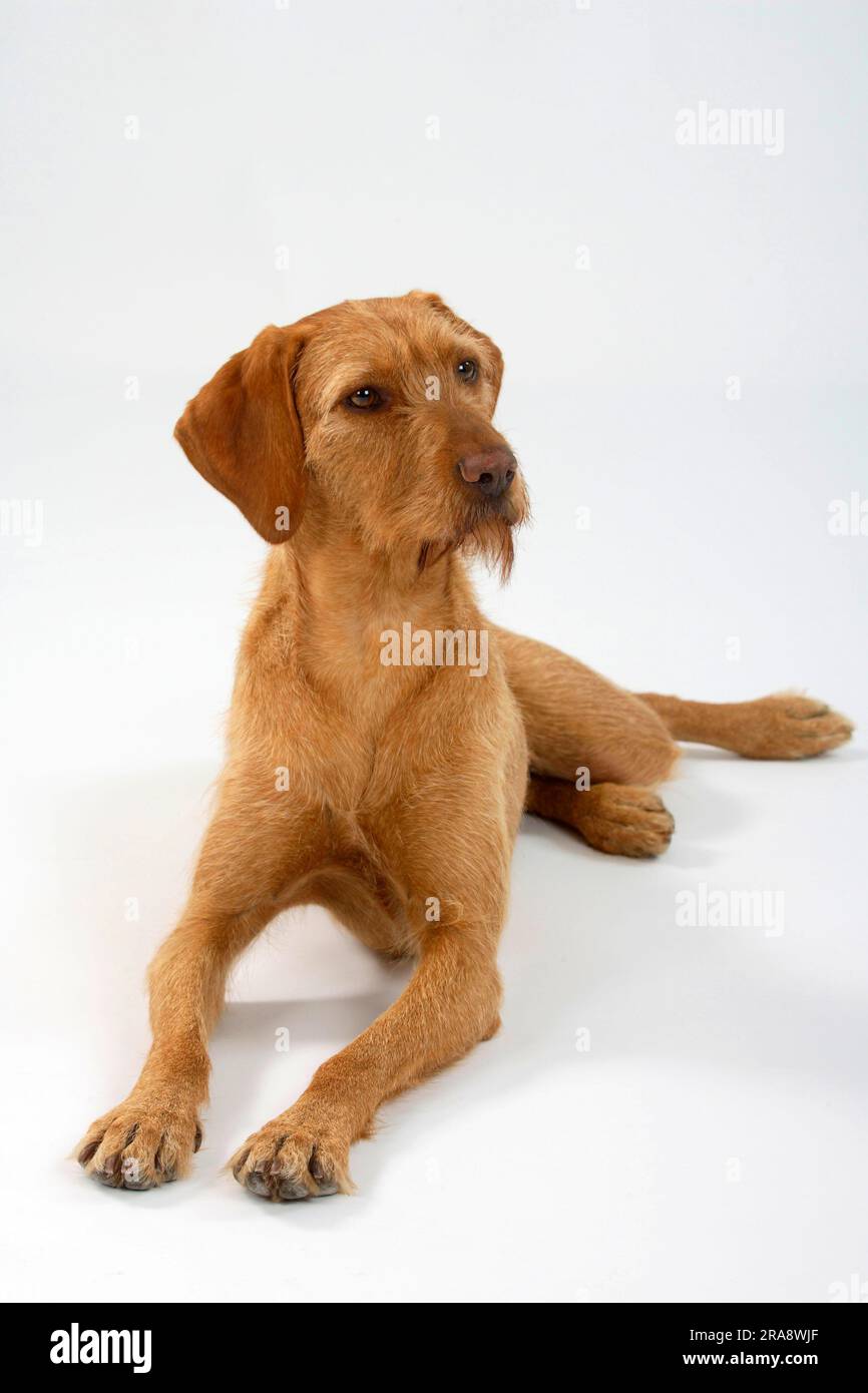 Wire-haired Hungarian pointer, wire-haired Vizsla Stock Photo - Alamy