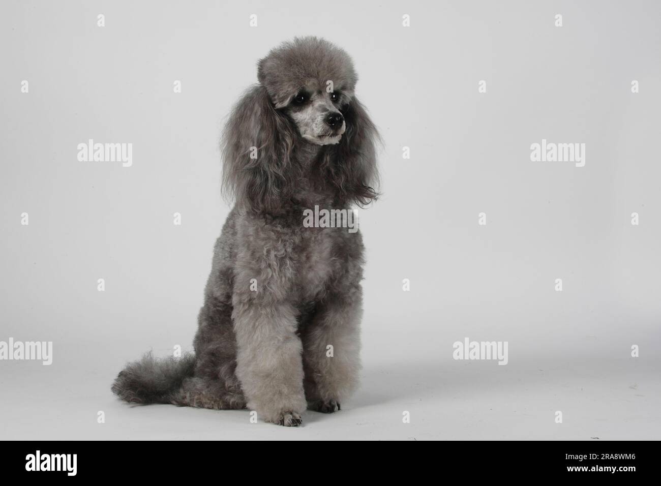 Dwarf poodle, silver Stock Photo - Alamy