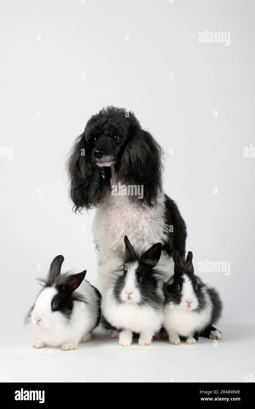 Small poodle, harlequin, and lion's mane dwarf rabbit, black and white ...