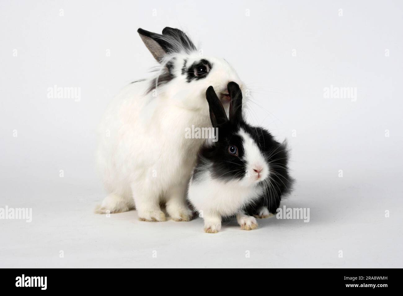 Lion's mane dwarf rabbit, hotot, with kitten, black and white, lion's ...