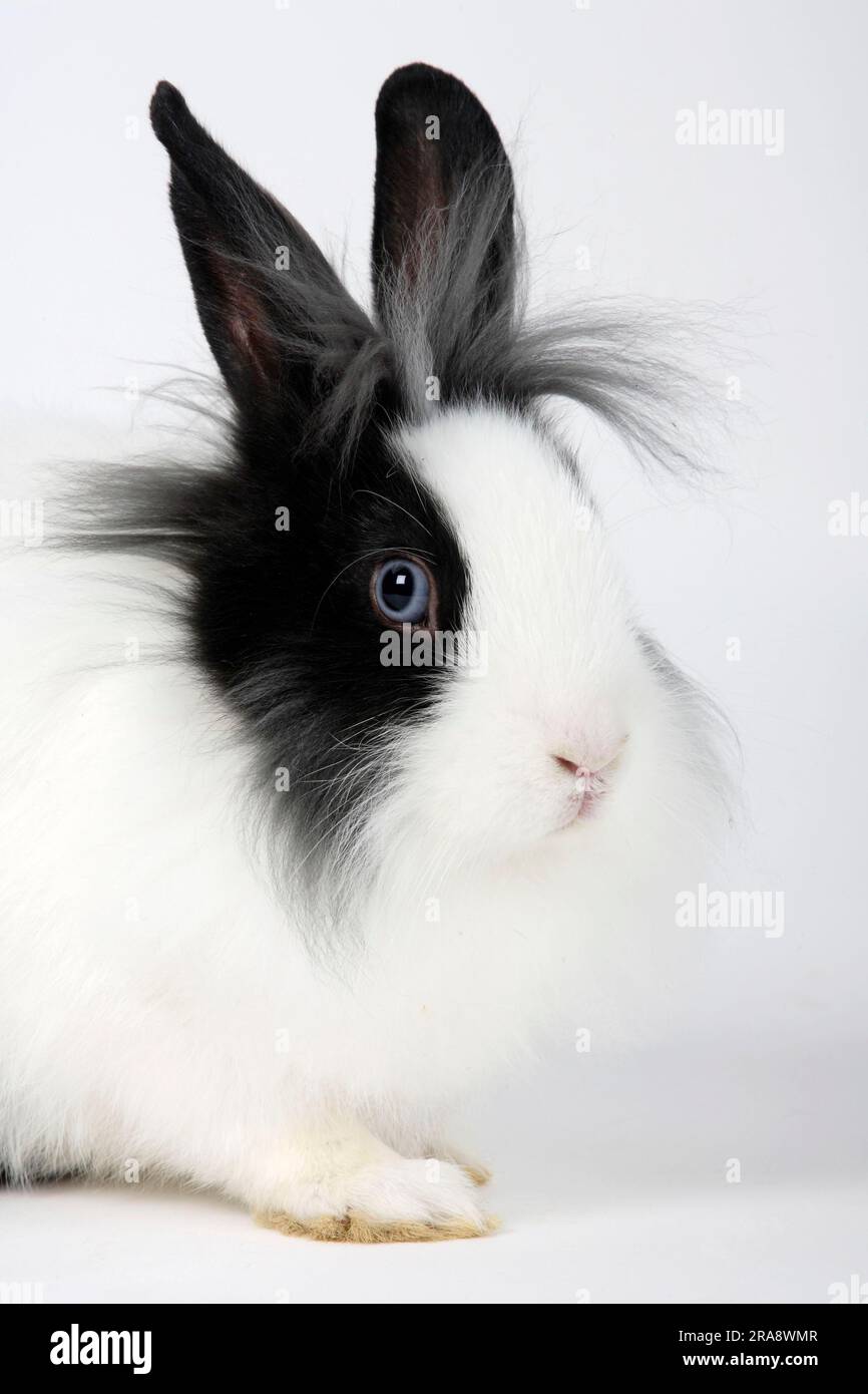 Lion-maned dwarf rabbit, black and white, 13 weeks, lion-headed rabbit ...