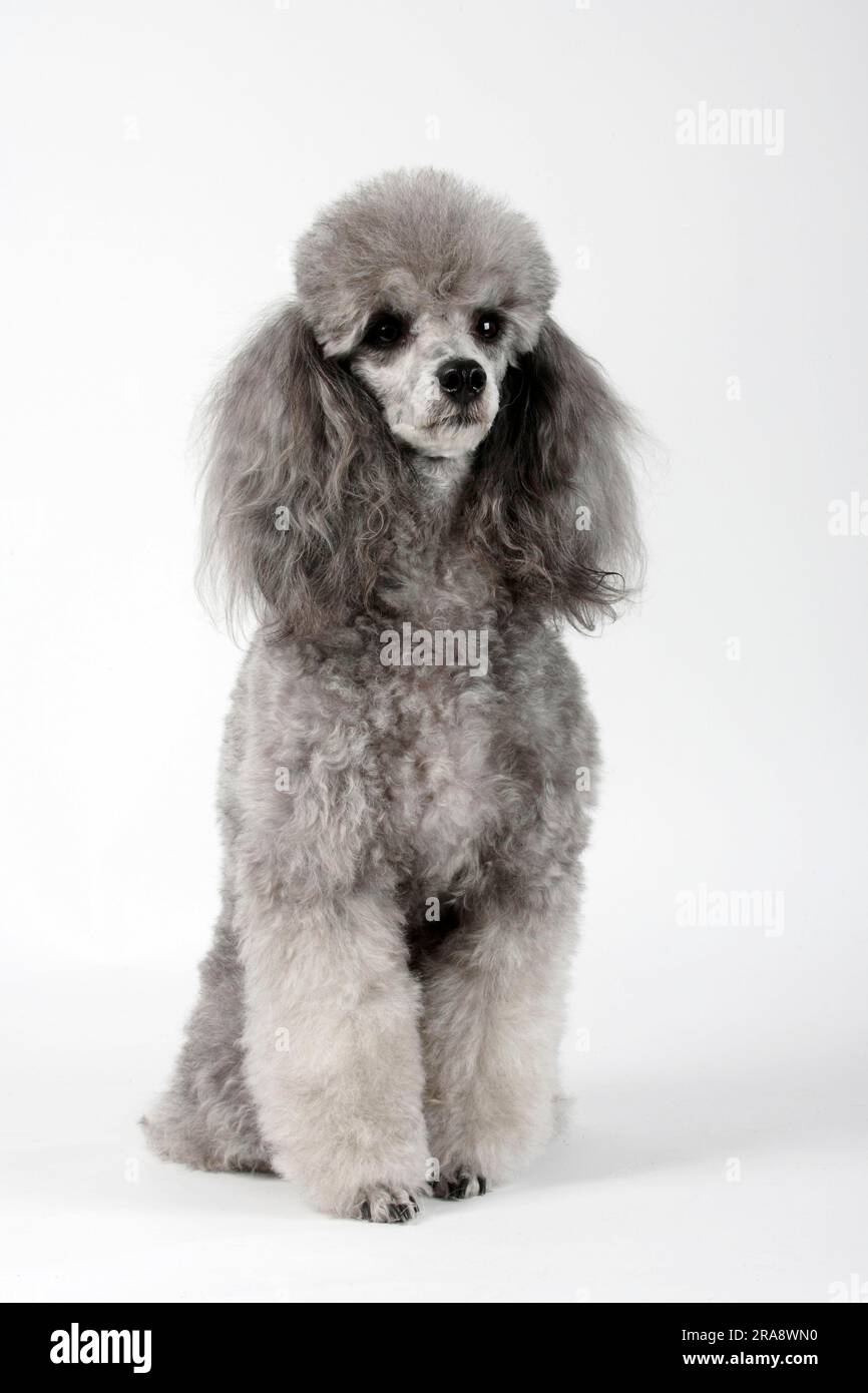 Dwarf poodle, silver Stock Photo - Alamy