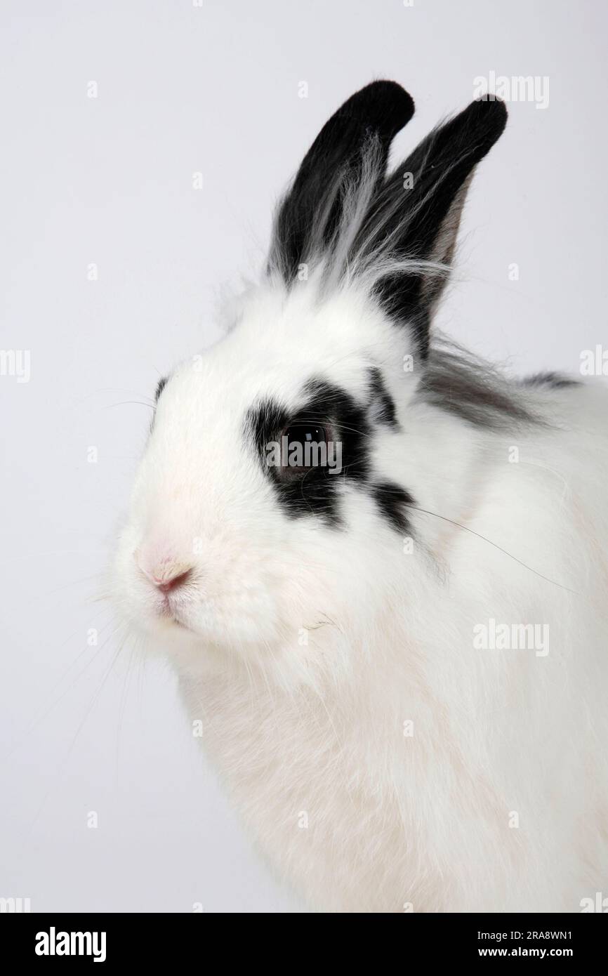Lion's mane dwarf rabbit, hotot, lion's head rabbit, domestic rabbit ...