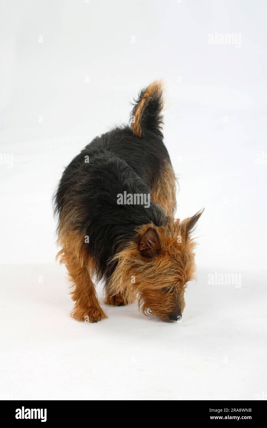 Dog sniff ground hi-res stock photography and images - Alamy