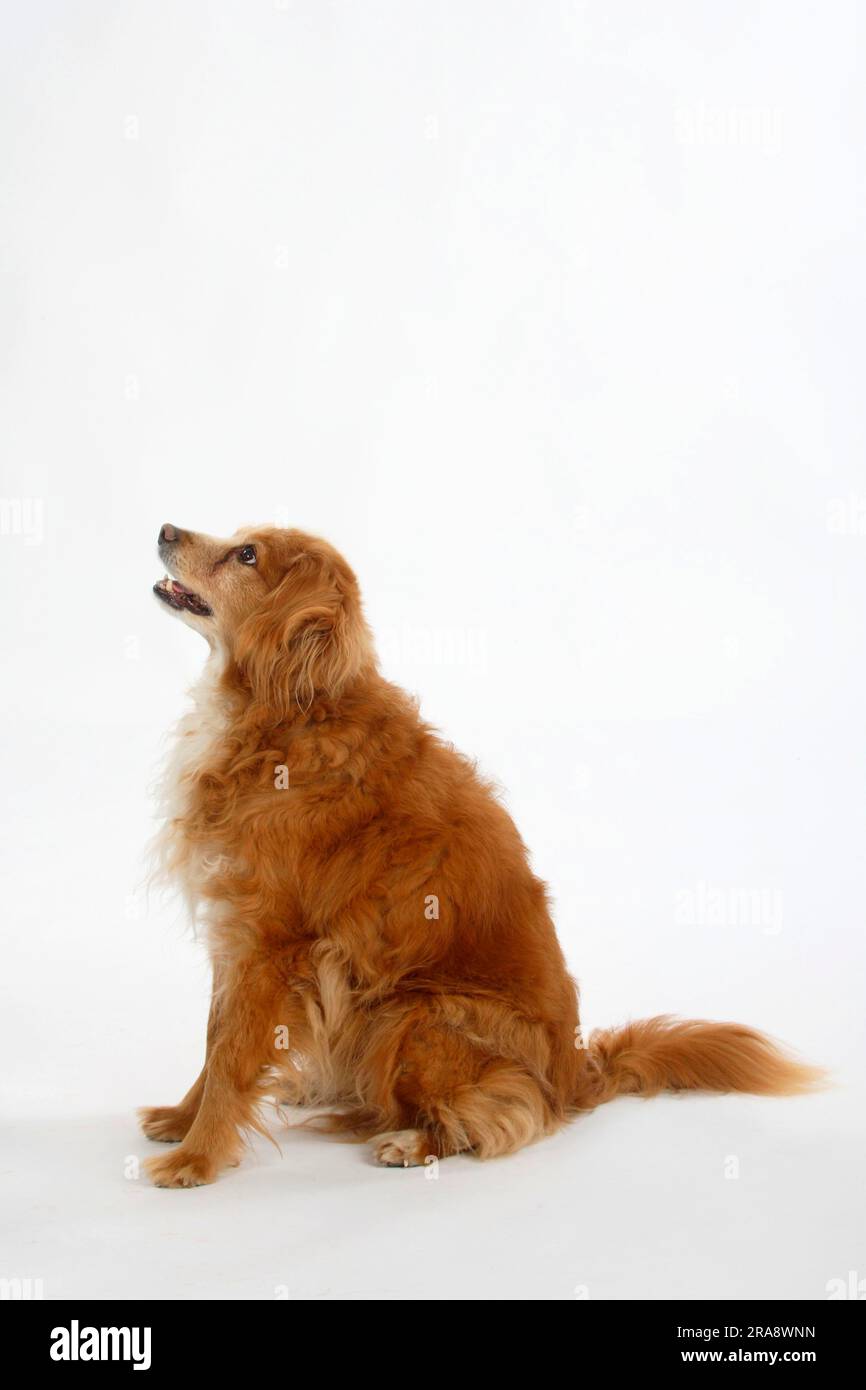 15 year old dog hi-res stock photography and images - Alamy