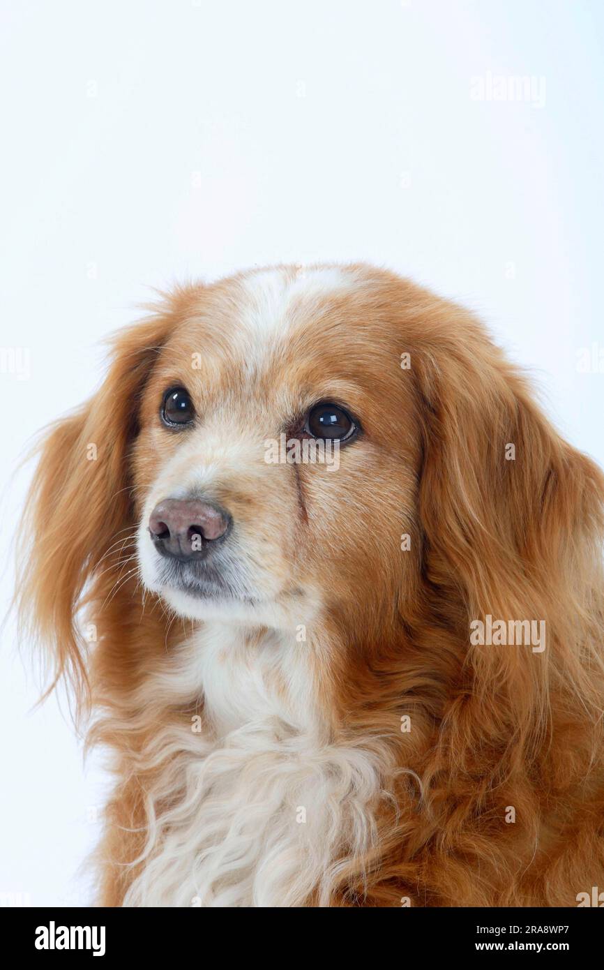 15 Year Old Dog Hi Res Stock Photography And Images Alamy