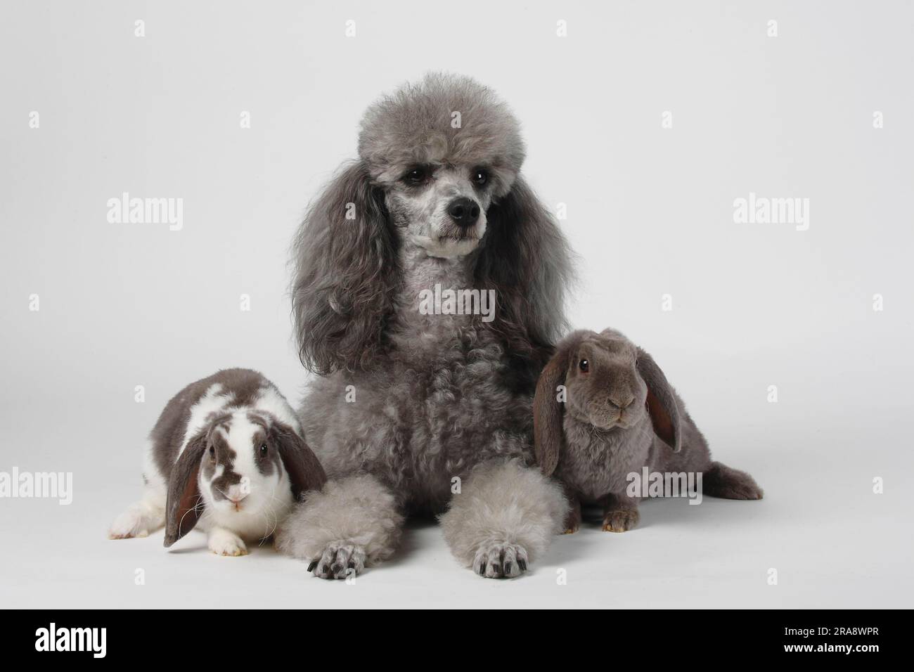 Small poodle, silver, and Rex dwarf ram, lilac-white and lilac, 14 ...