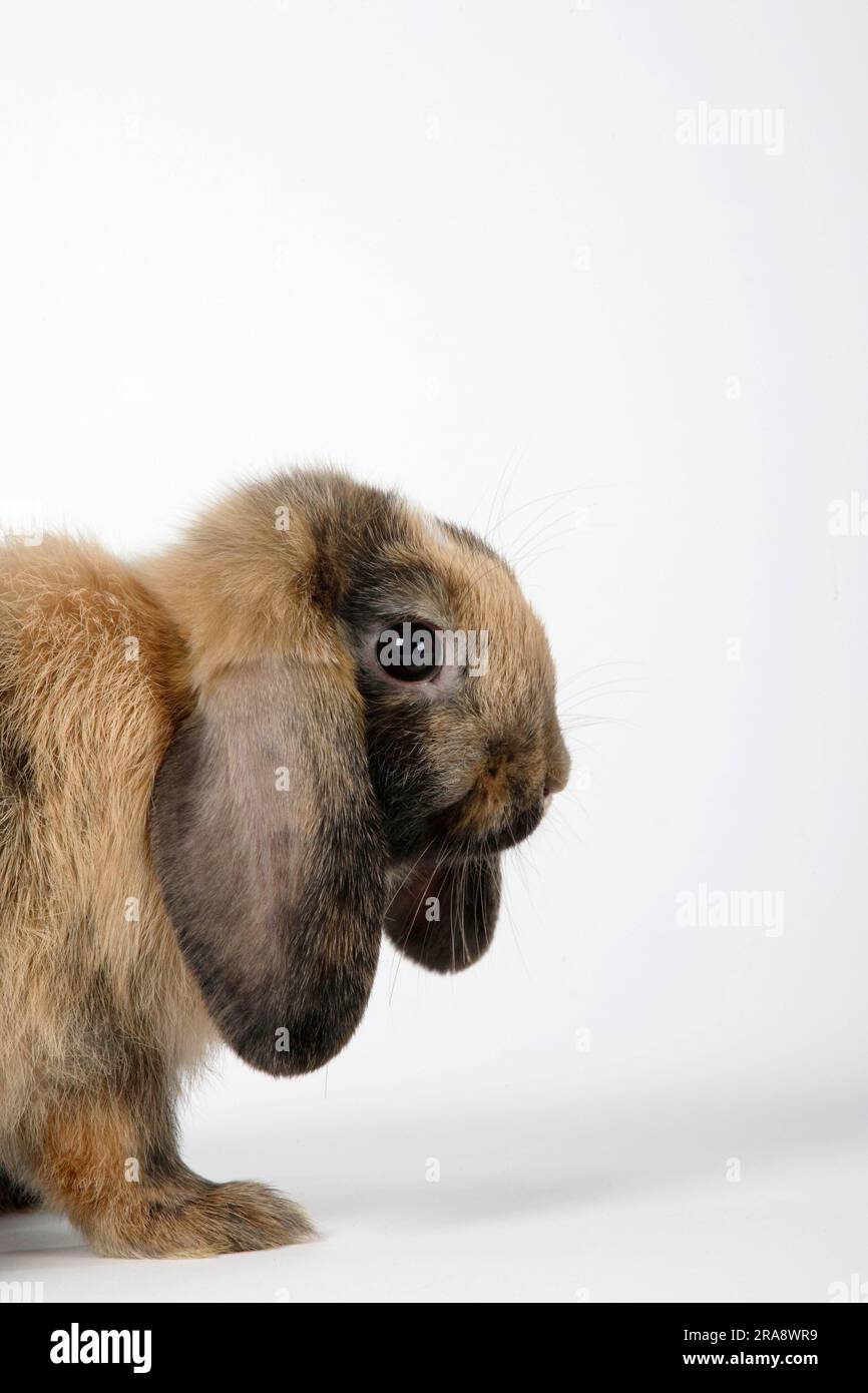 Dutch Dwarf Ram, Japanese coloured, 11 weeks, domestic rabbit, ram ...