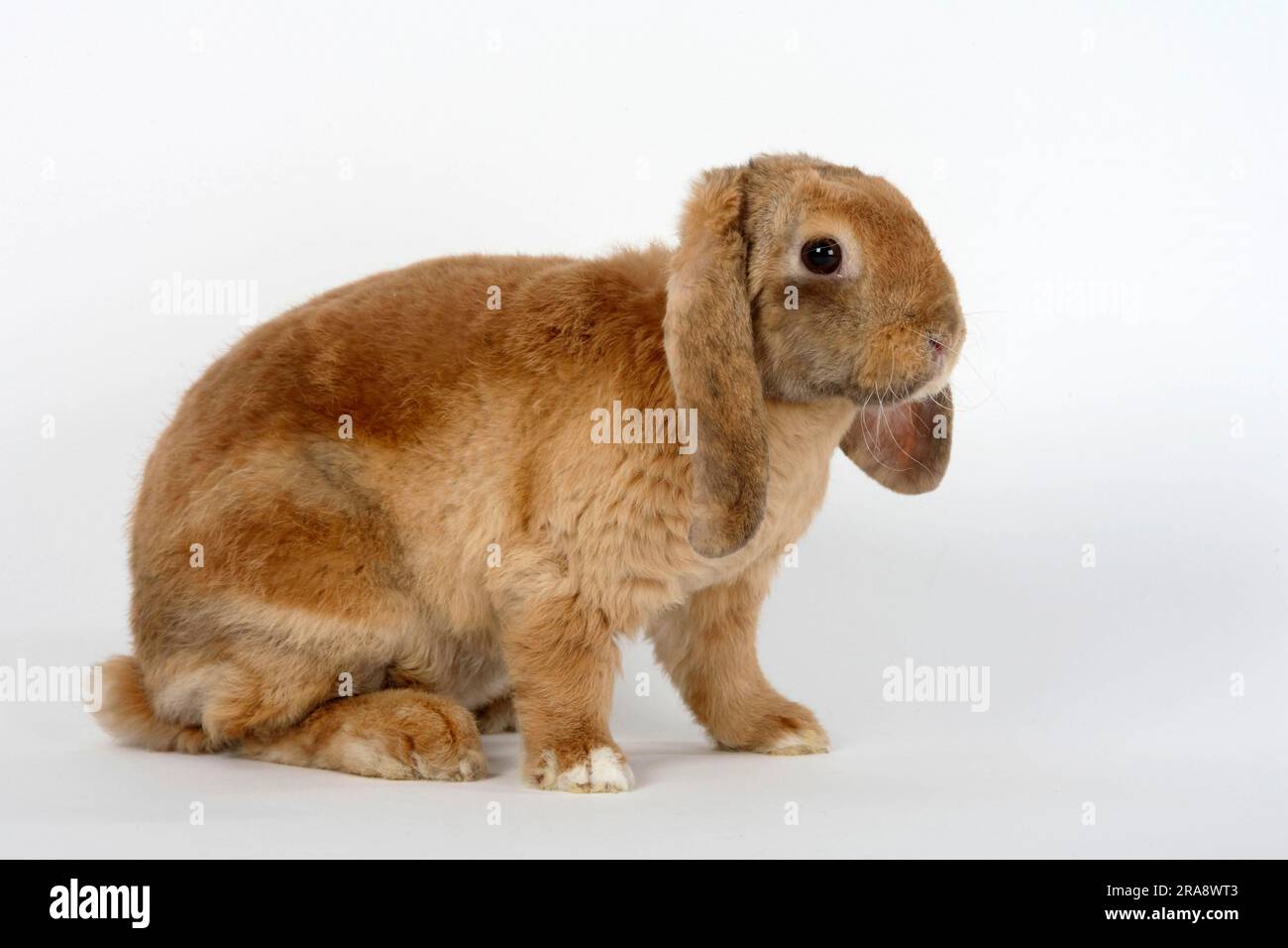 Apricot with Japanese markings, 17 weeks, Rex dwarf rams, ram rabbits ...