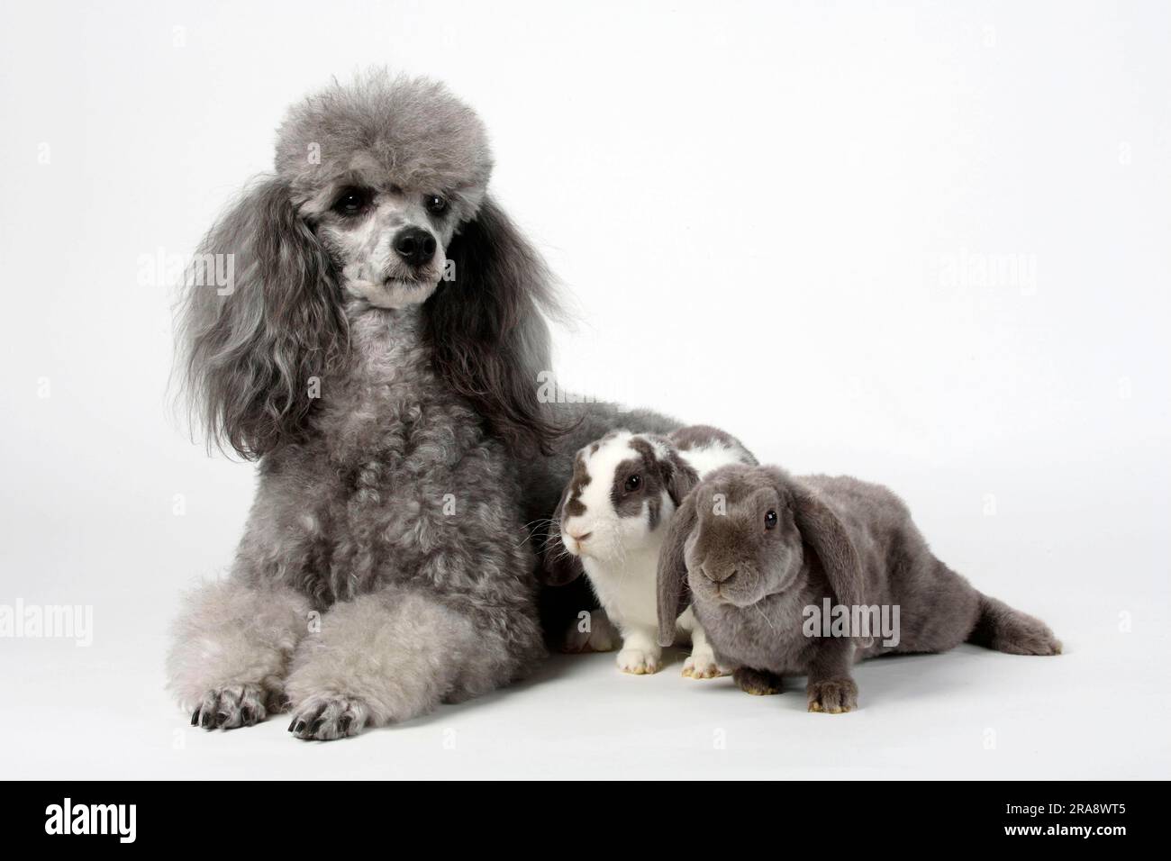 Small poodle, silver, and Rex dwarf ram, lilac-white and lilac, 14 ...