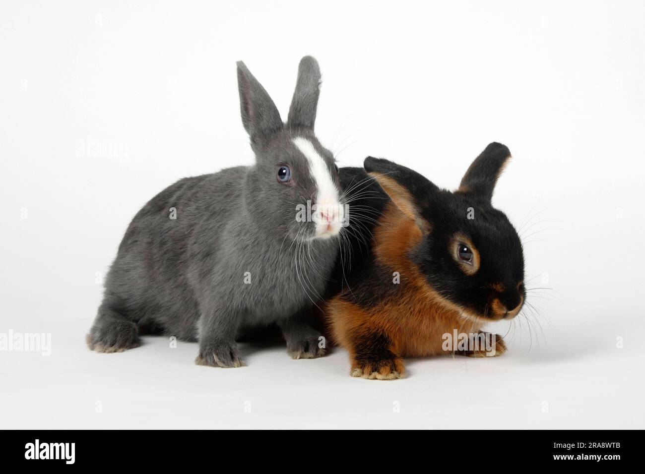 Dwarf rabbit, colour dwarf, blue with white, 15 weeks, and tan rabbit ...