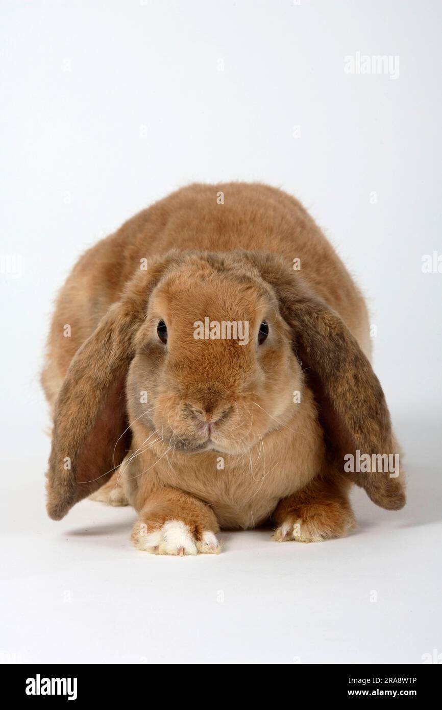 Apricot with Japanese markings, 17 weeks, Rex dwarf rams, ram rabbits ...