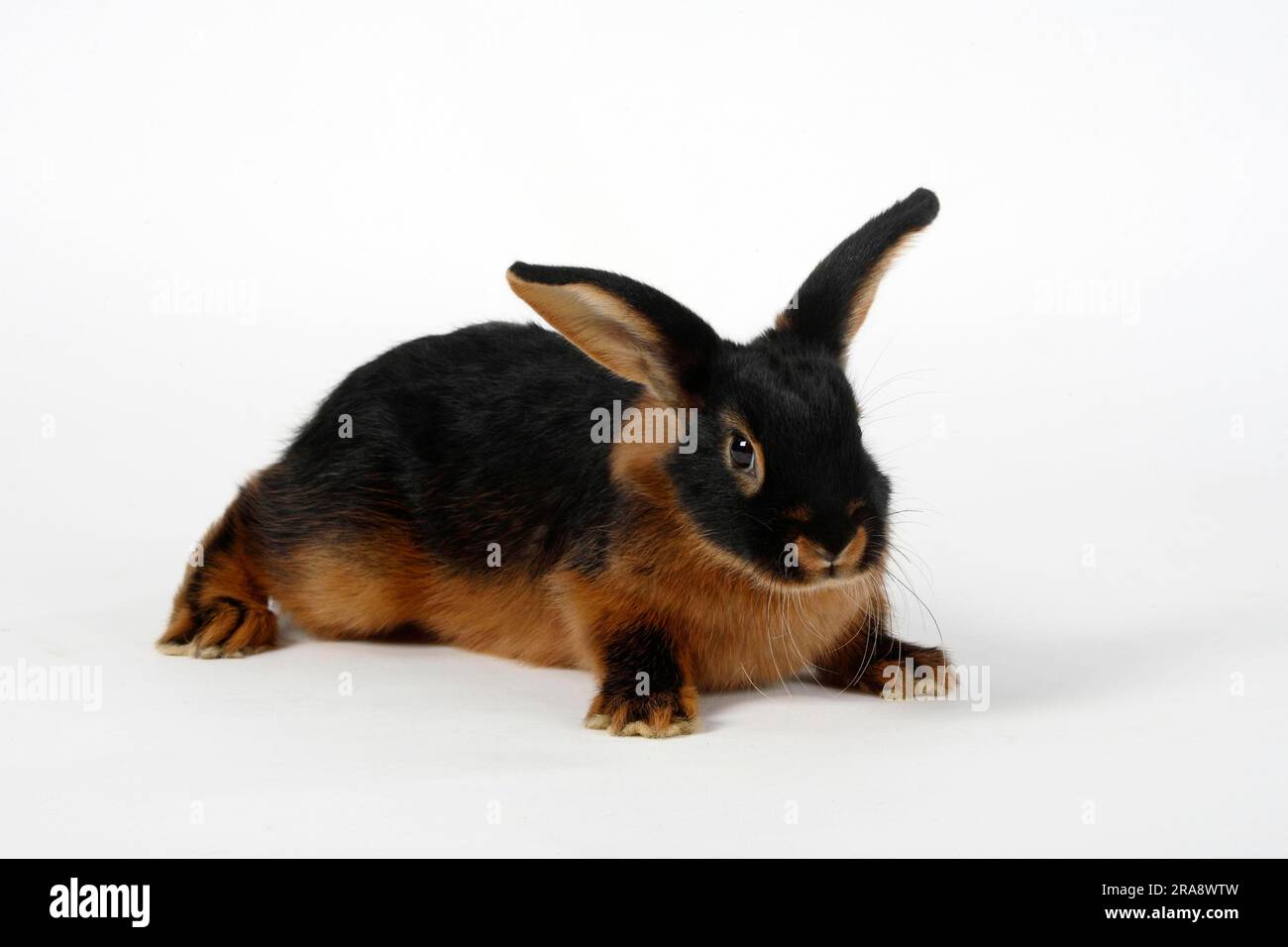 Light brown rabbit, 13 weeks, domestic rabbit Stock Photo - Alamy