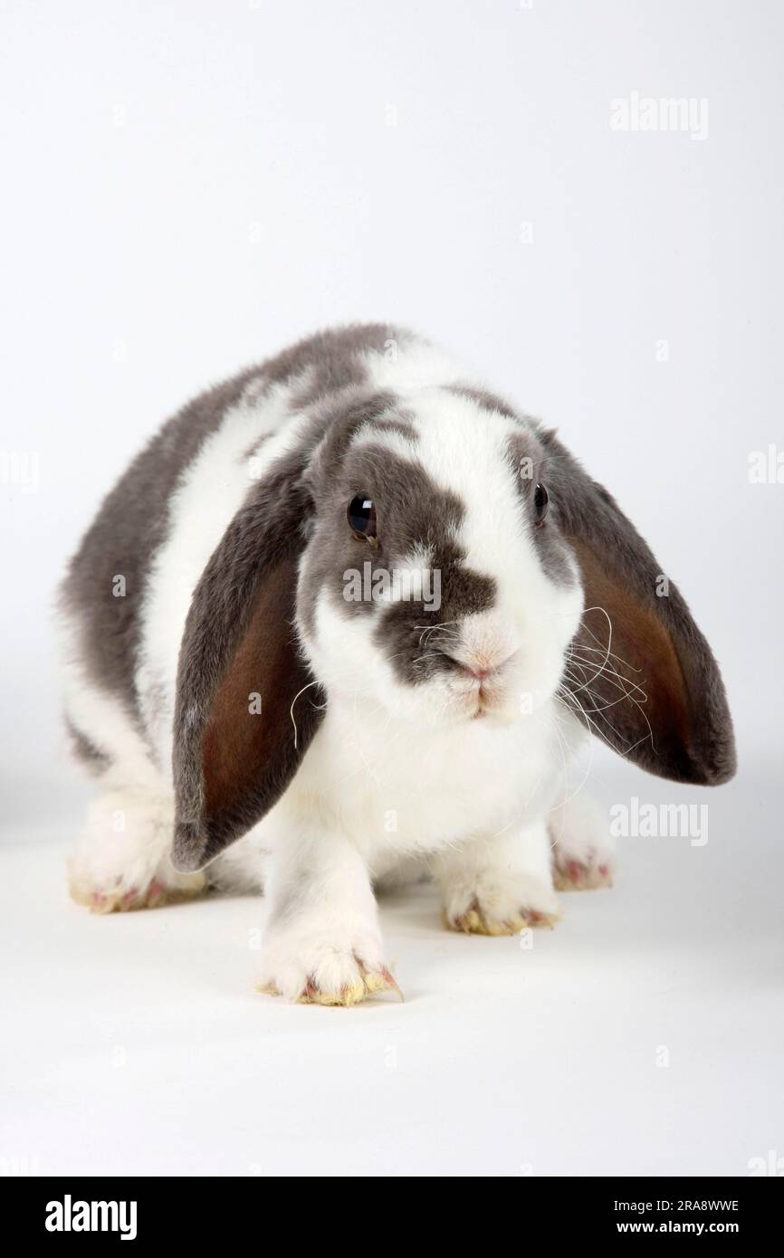 Lilac-white, 14 weeks, Rex dwarf ram, ram rabbit, dwarf ram rabbit ...