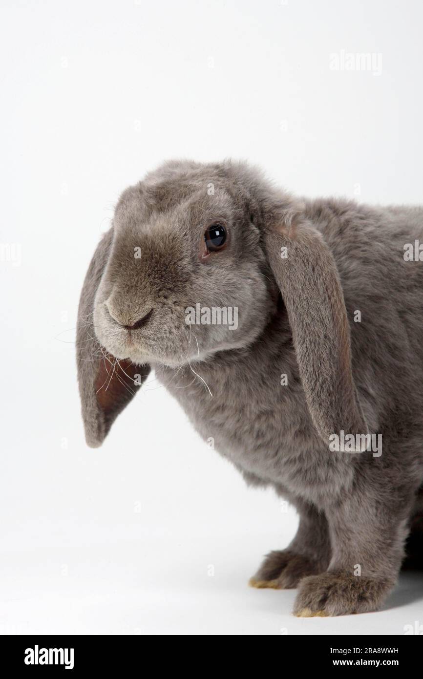 Lilac, 14 weeks, Rex dwarf ram, ram rabbit, dwarf ram rabbit, domestic ...