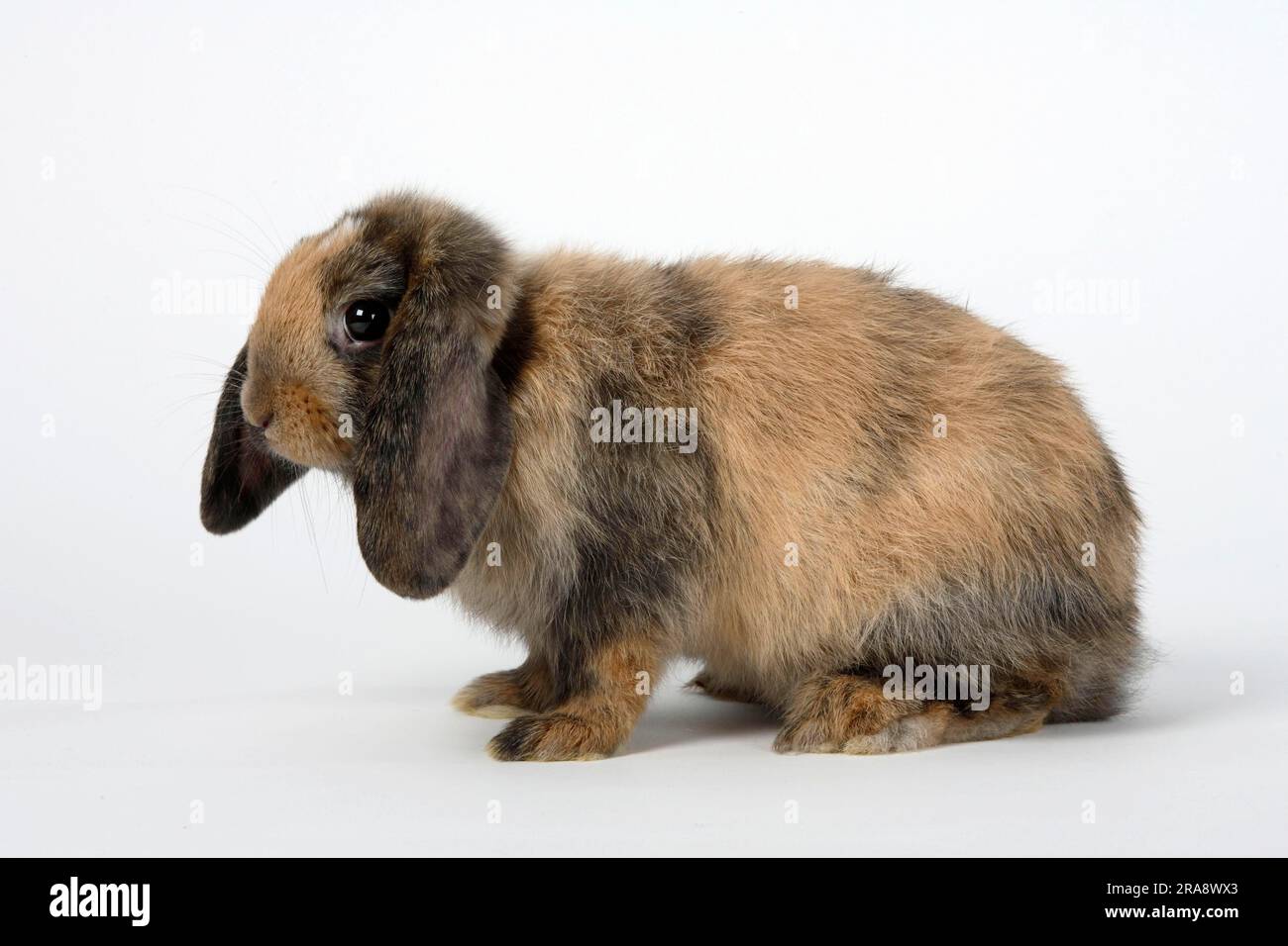 Dutch Dwarf Ram, Japanese coloured, 11 weeks, domestic rabbit, ram ...