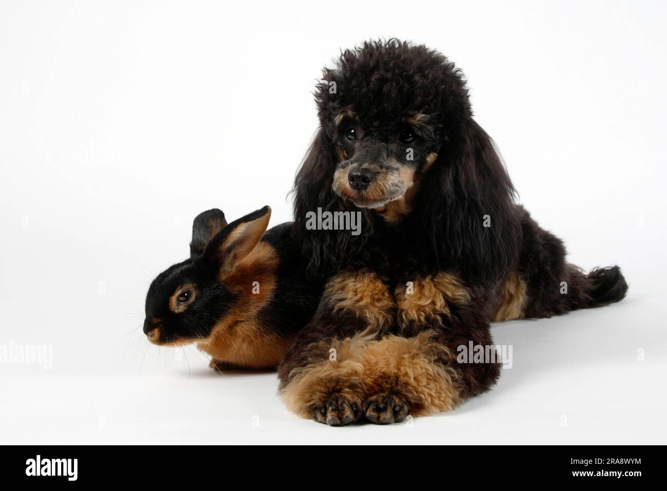 Dwarf poodle, black-light brown, and tan rabbit, 13 weeks, domestic ...