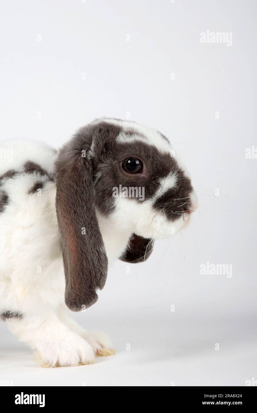 Lilac-white, 14 weeks, Rex dwarf ram, ram rabbit, dwarf ram rabbit ...