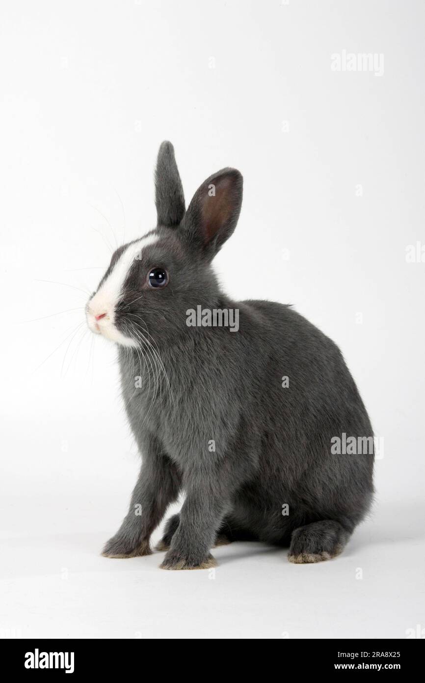 Dwarf rabbit, colour dwarf, blue with white, 15 weeks, domestic rabbit ...