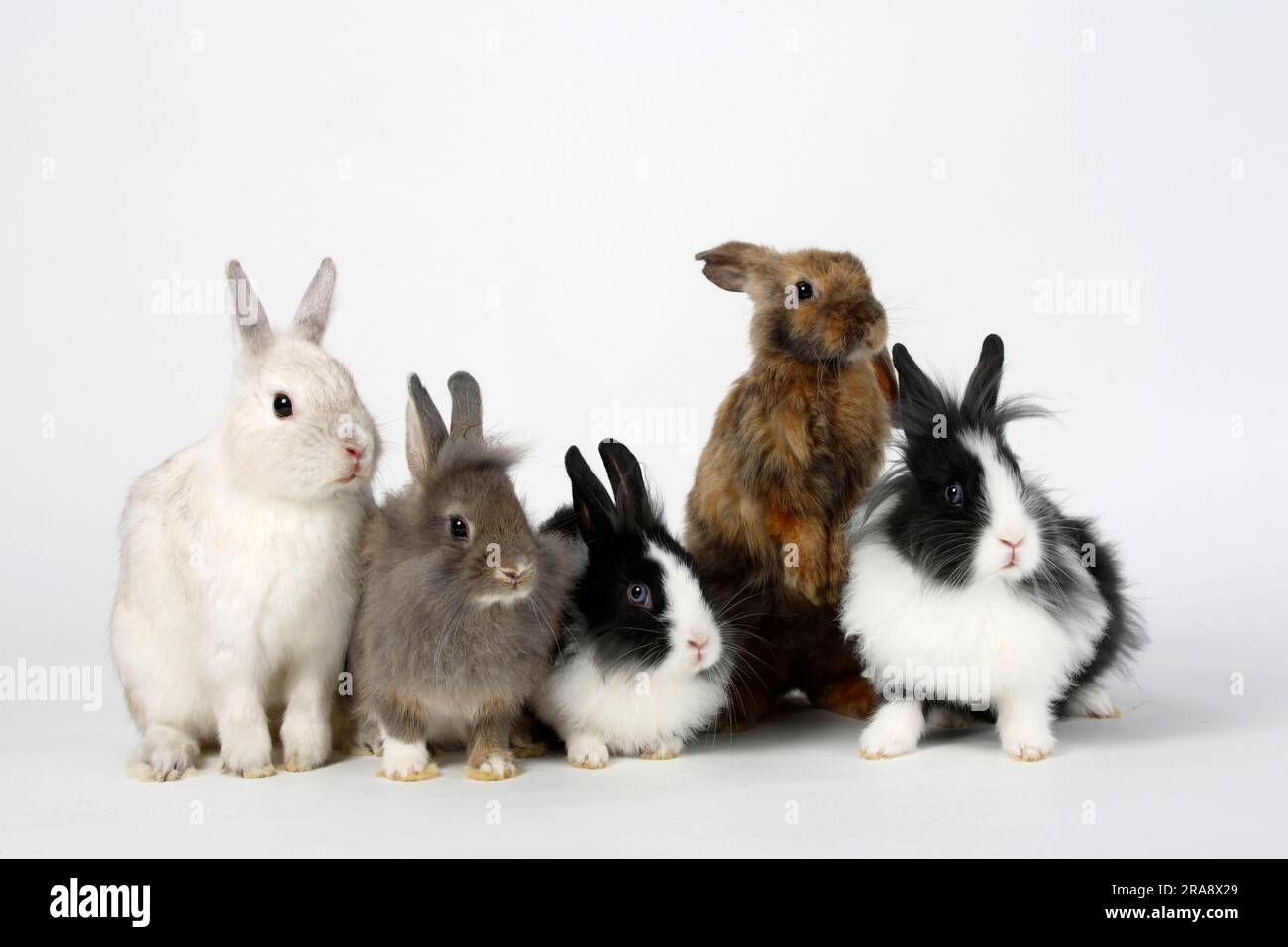 Lion's mane dwarf rabbit, black and white and pearlfee, 13 weeks, dwarf ...