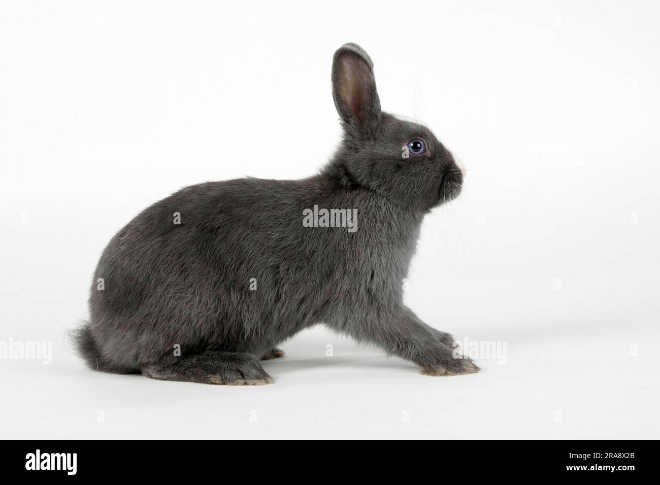 Dwarf rabbit, colour dwarf, blue with white, 15 weeks, domestic rabbit ...