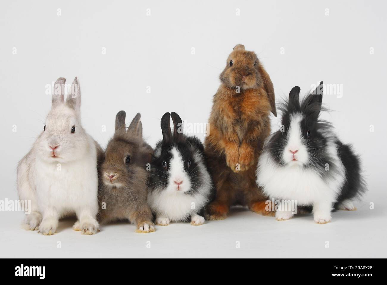 Lion's mane dwarf rabbit, black and white and pearlfee, 13 weeks, dwarf ...