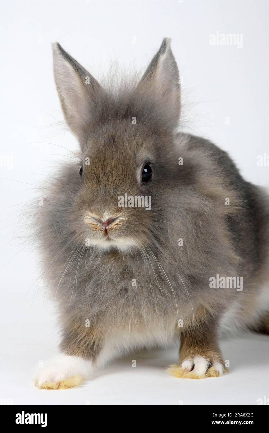 Lion's mane dwarf rabbit, perlfee, kitten, 12 weeks, lion's head rabbit ...