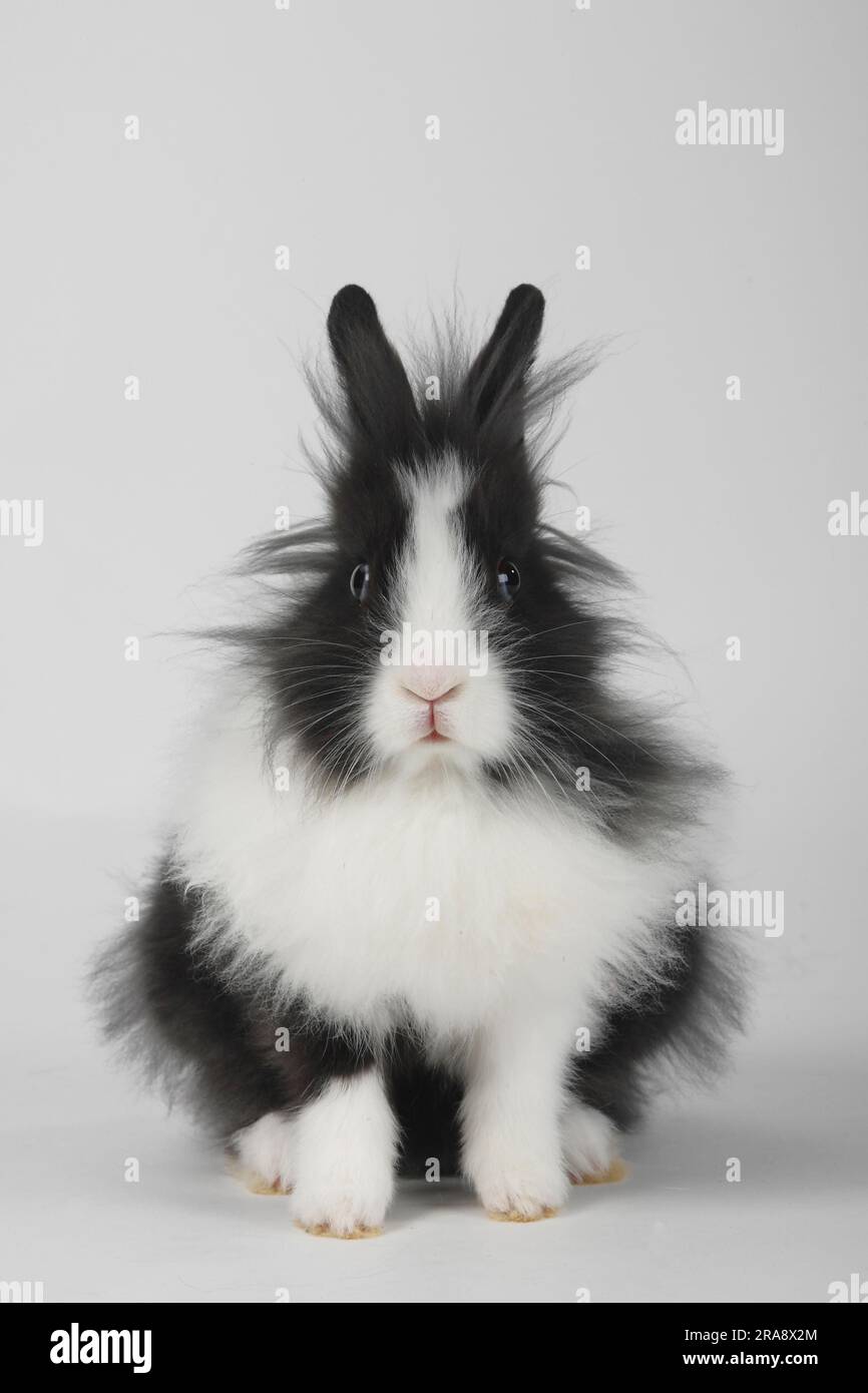 Lion-maned dwarf rabbit, kitten, 12 weeks, lion-headed rabbit, domestic ...