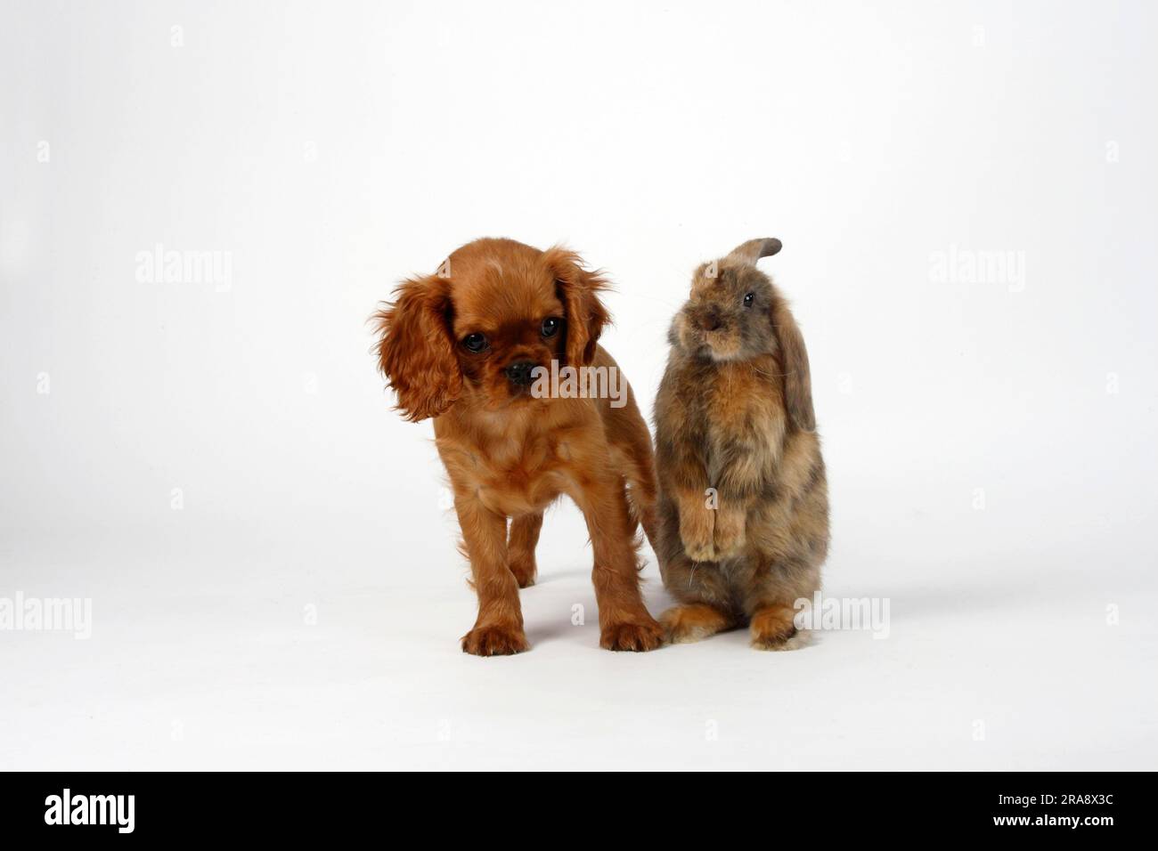 Young satin dwarf rabbit, Japanese, 8 weeks, and Cavalier King Charles ...
