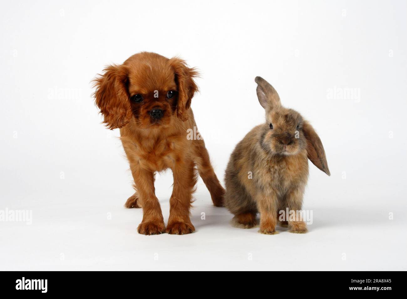 Young satin dwarf rabbit, Japanese, 8 weeks, and Cavalier King Charles ...