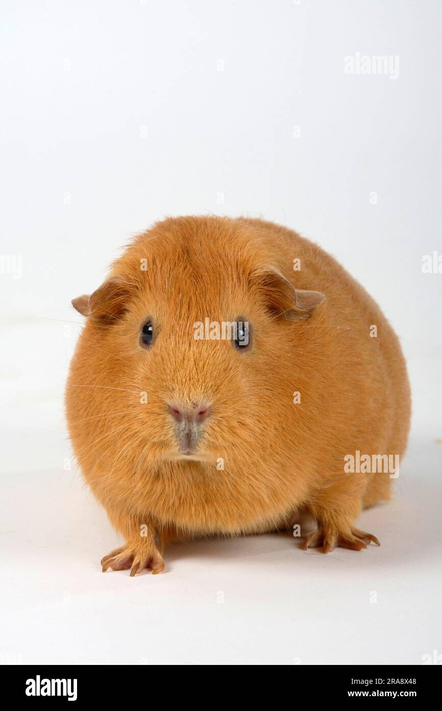 English Guinea Pig Stock Photo - Alamy